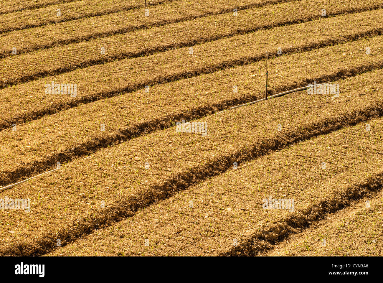 Background of farm with yellow pattern field soil Stock Photo - Alamy