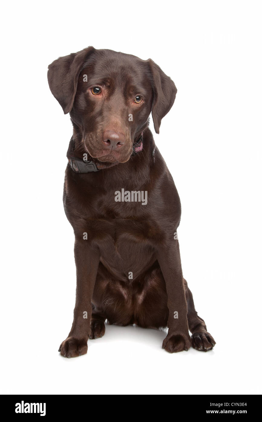 Labrador retriever in front of a white background Stock Photo - Alamy
