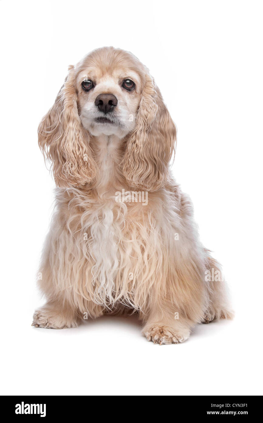 American Cocker Spaniel in front of a white background Stock Photo - Alamy