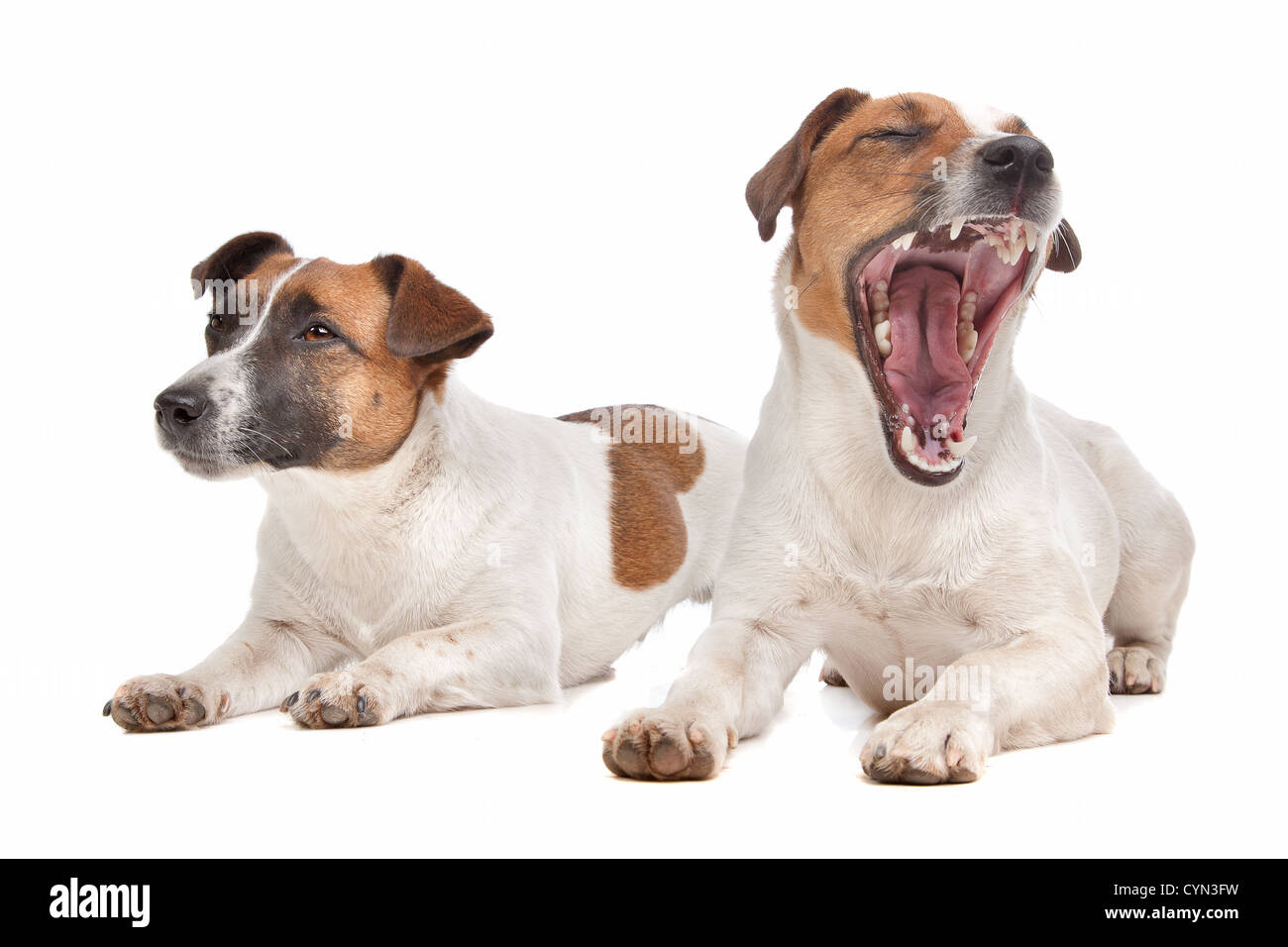 Jack Russel Terrier in front of a white background Stock Photo - Alamy