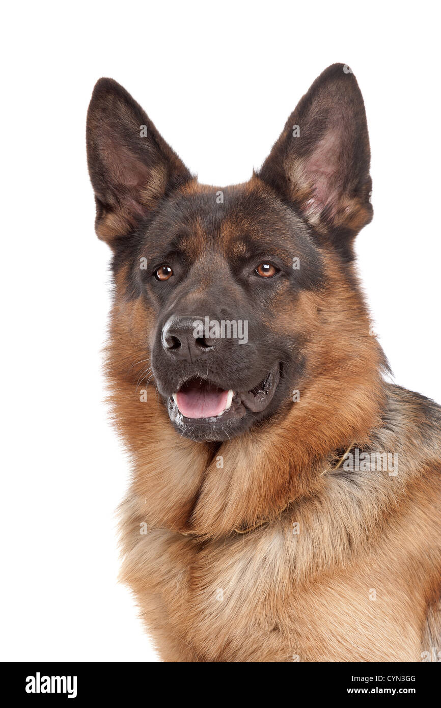 German shepherd in front of a white background Stock Photo - Alamy