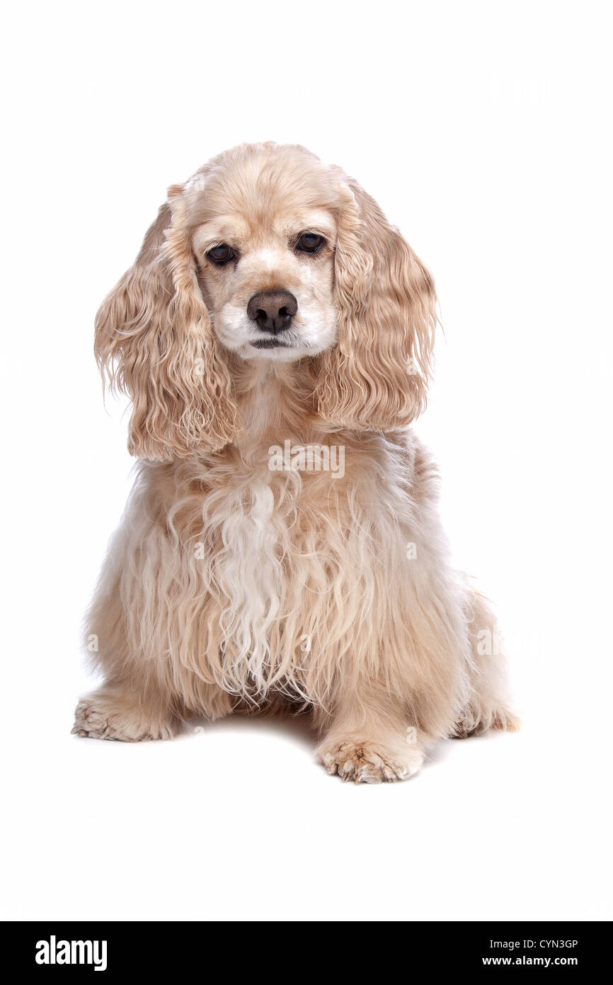 American Cocker Spaniel in front of a white background Stock Photo - Alamy