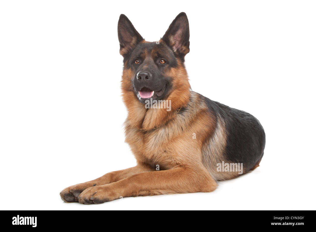 German shepherd in front of a white background Stock Photo - Alamy