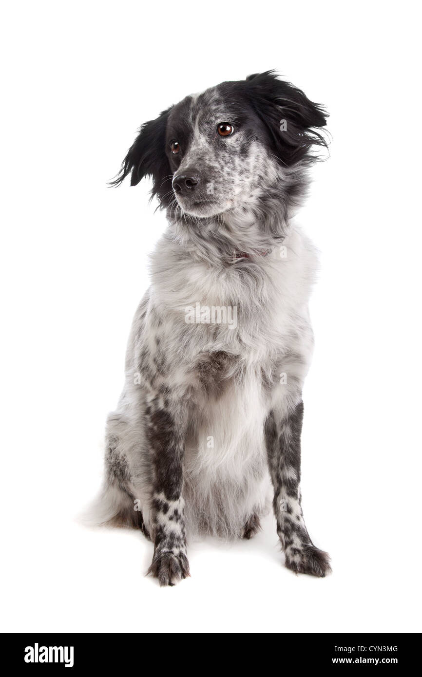 stabyhoun(Frisian Pointer) in front of a white background Stock Photo ...