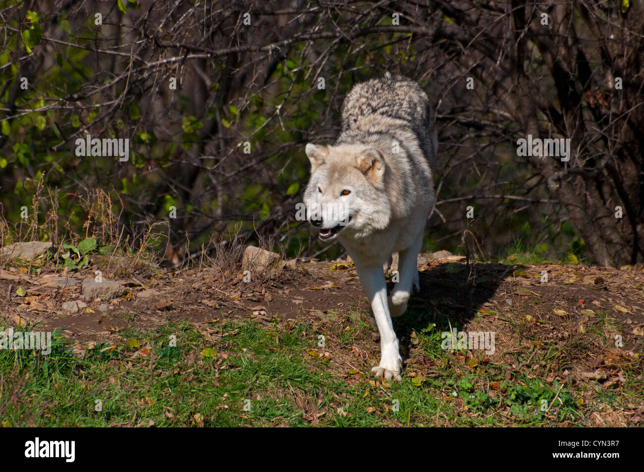 A Timber Wolf approaches Stock Photo - Alamy