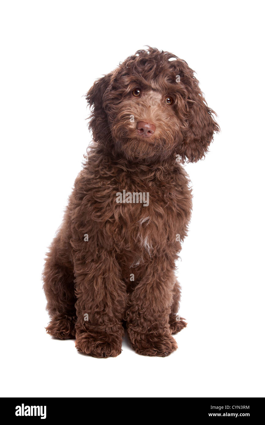 Labradoodle puppy in front of a white background Stock Photo - Alamy