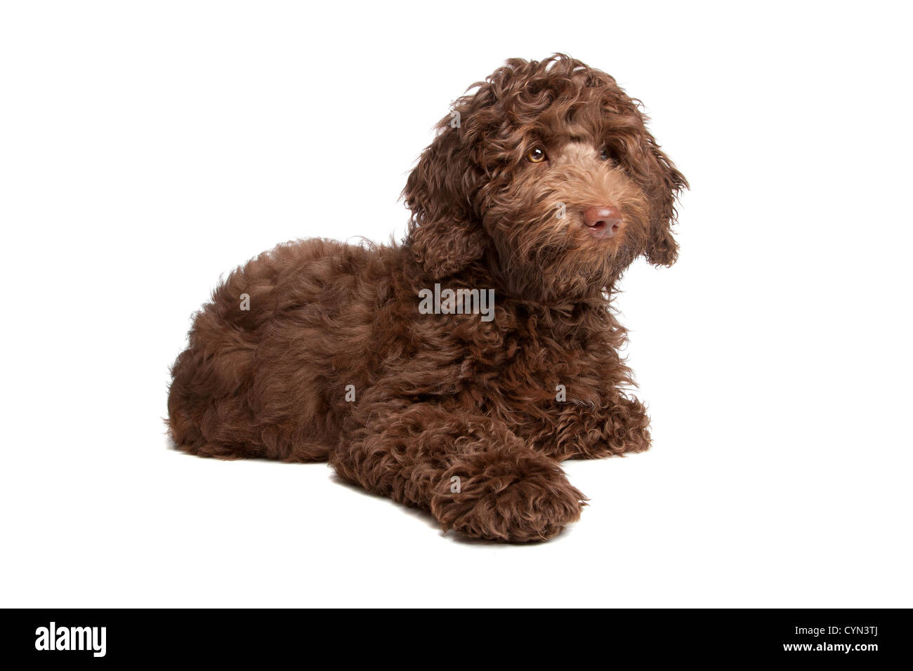 Labradoodle puppy in front of a white background Stock Photo - Alamy