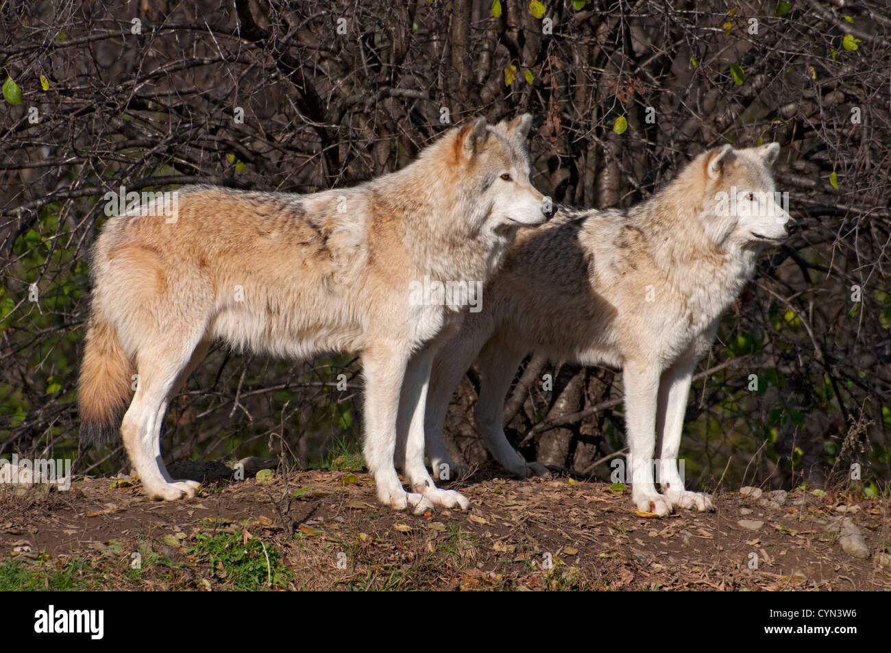 A pair of Timber Wolves Stock Photo - Alamy