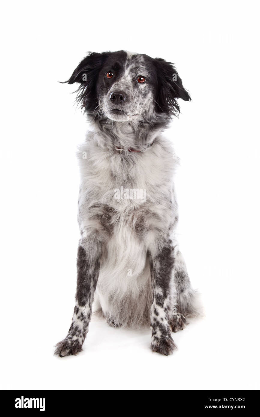 stabyhoun(Frisian Pointer) in front of a white background Stock Photo ...