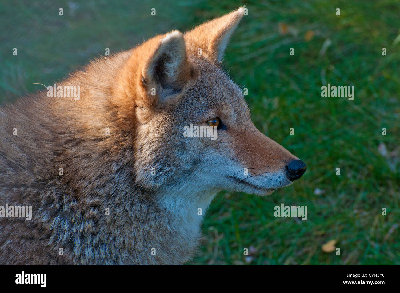 Close-up of a Coyote Stock Photo - Alamy
