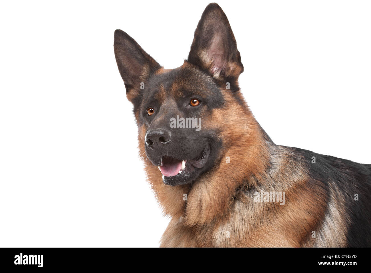 German shepherd in front of a white background Stock Photo - Alamy