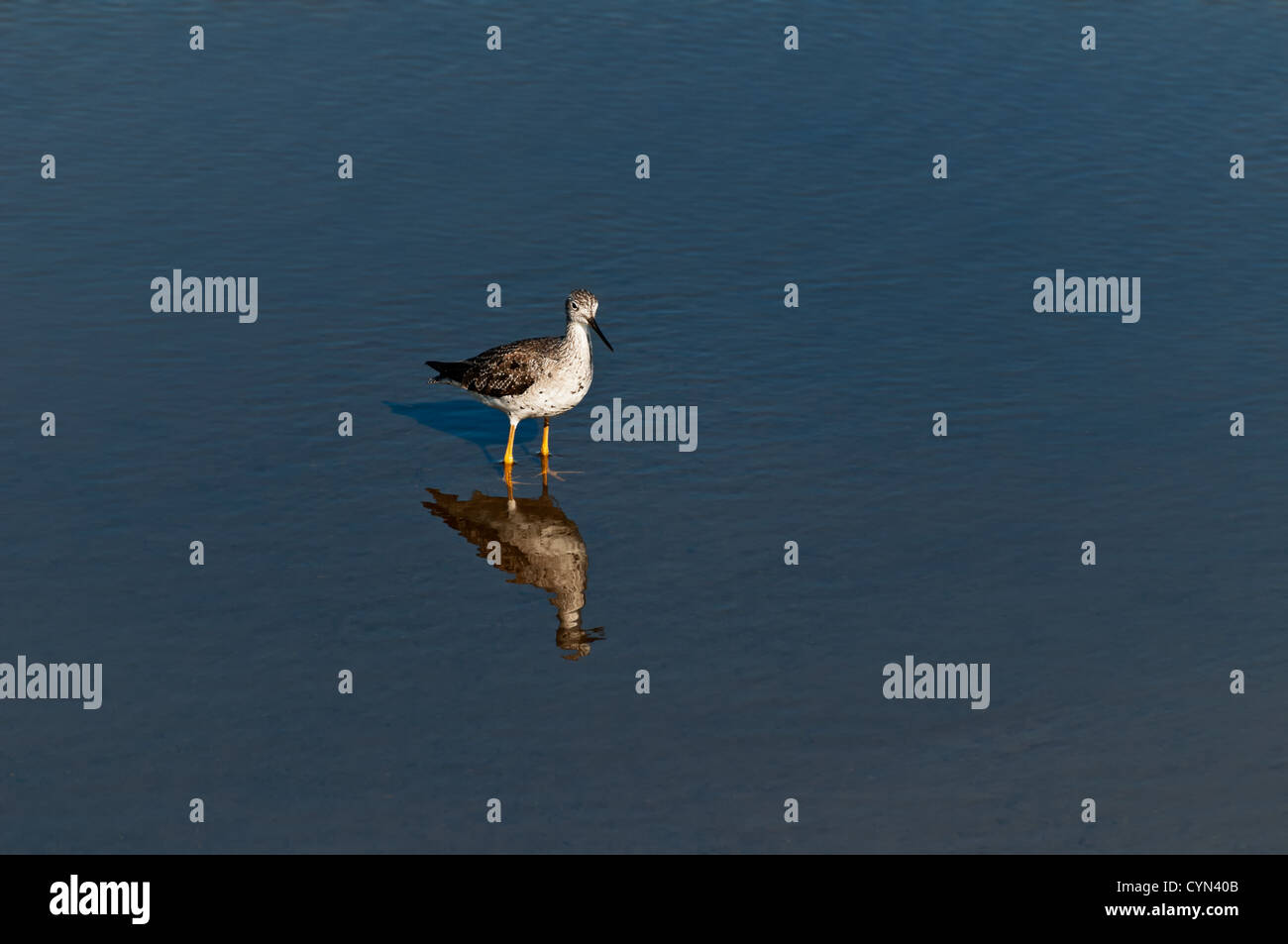 Greater yellowlegs bird in the salt marsh reflected in the water Stock ...