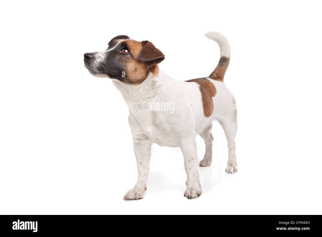 Jack Russel Terrier in front of a white background Stock Photo - Alamy