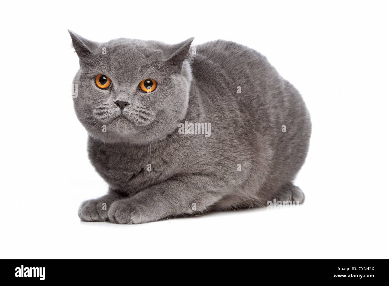 blue British Shorthair cat in front of a white background Stock Photo ...
