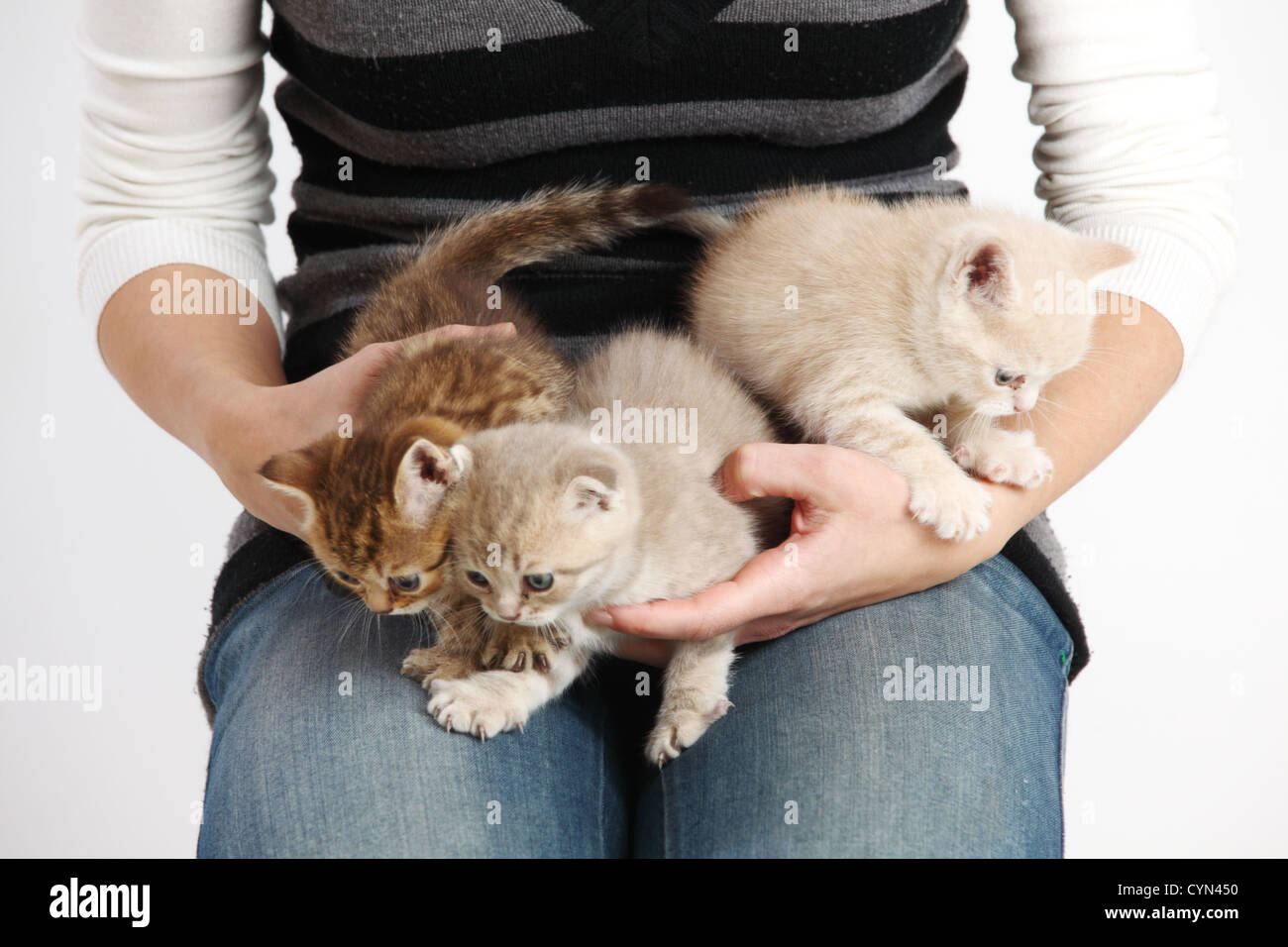 cat in hands isolated on white background Stock Photo - Alamy