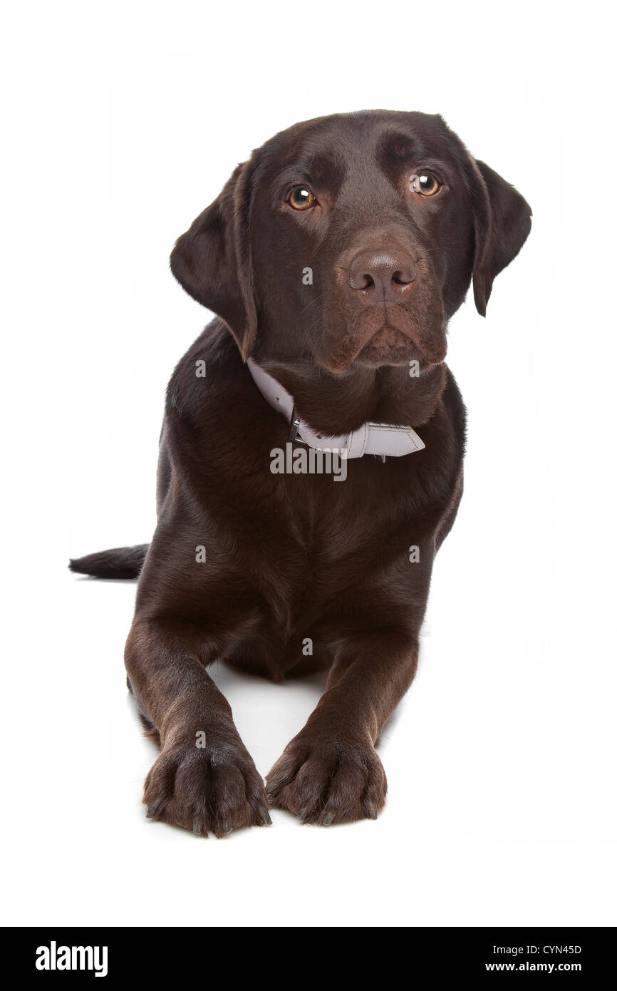 Labrador retriever in front of a white background Stock Photo - Alamy
