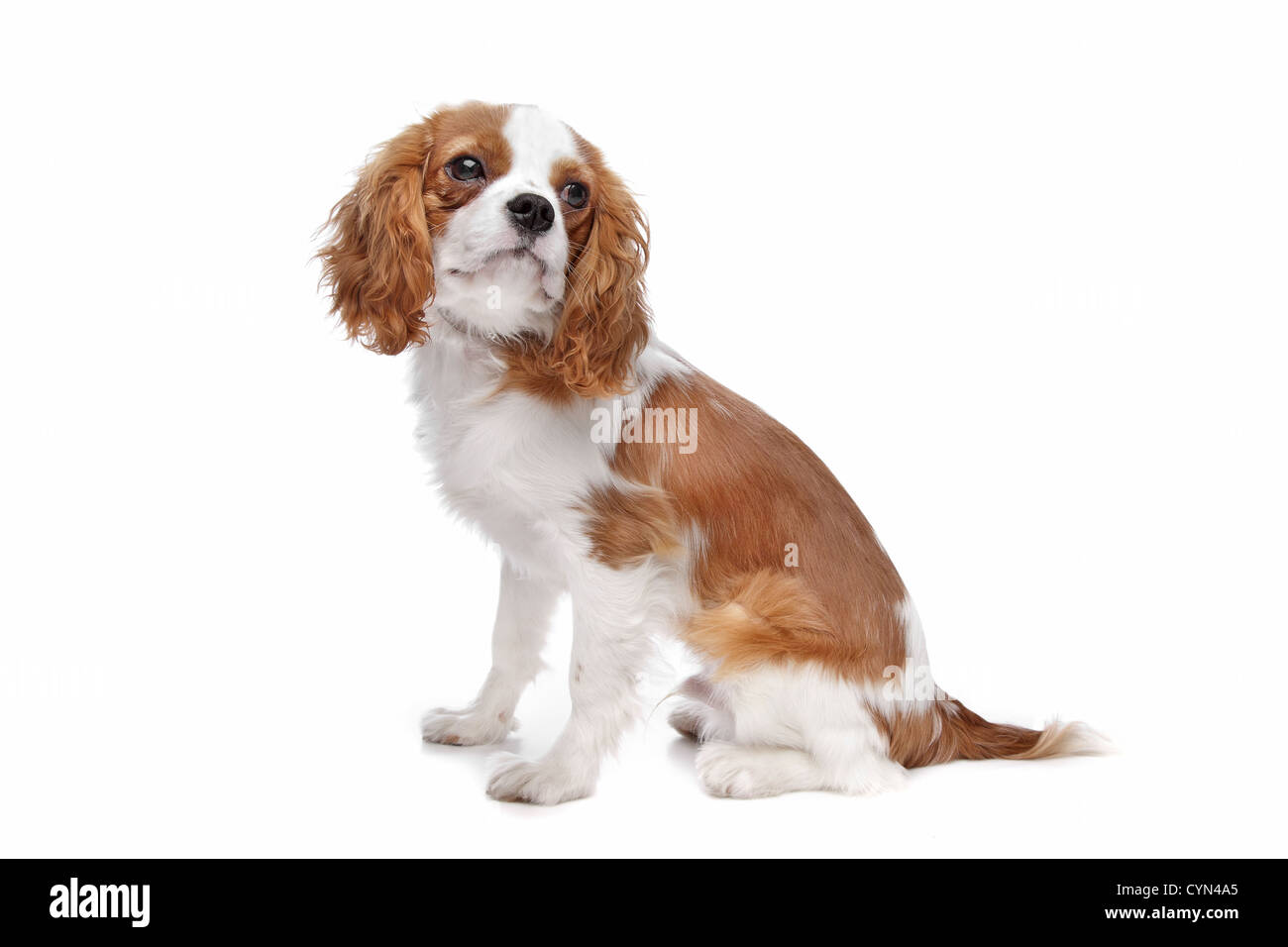 Cavalier King Charles Spaniel in front of a white background Stock ...