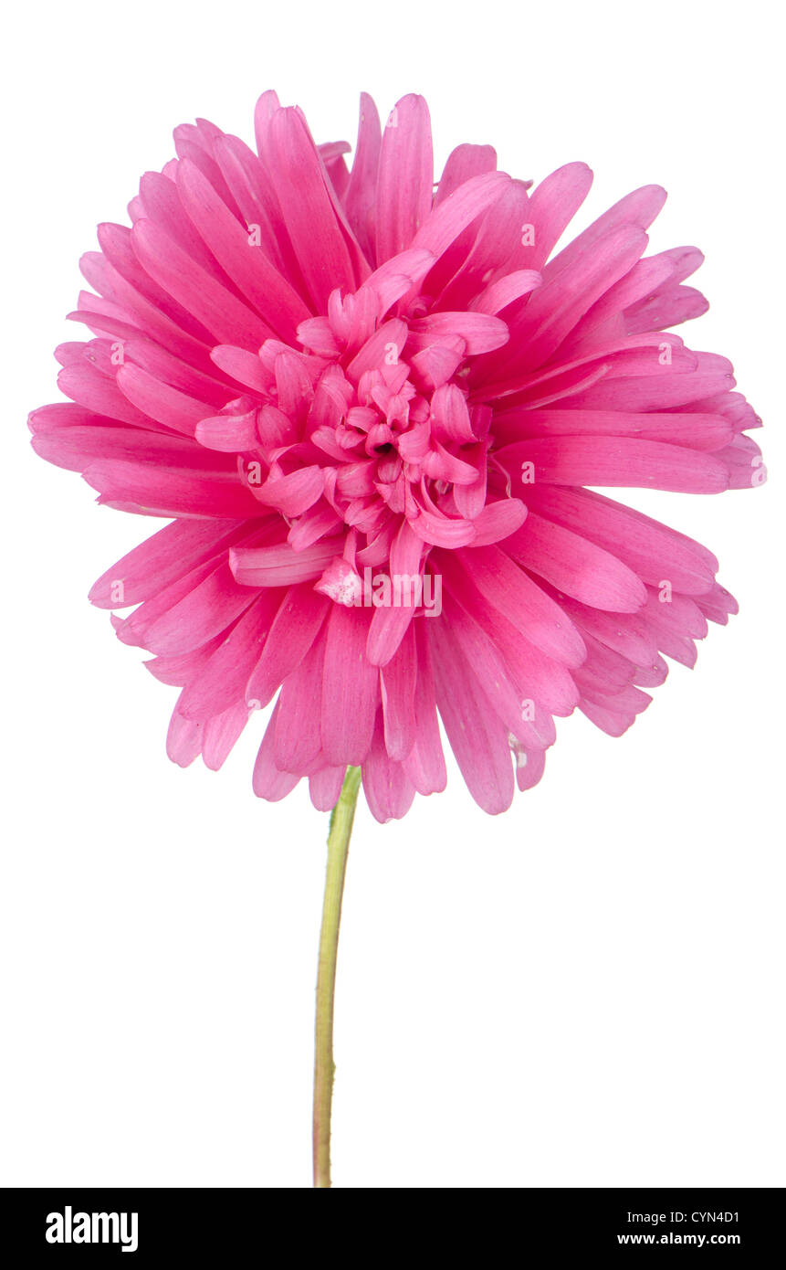 Pink daisy flower isolated on white background Stock Photo - Alamy