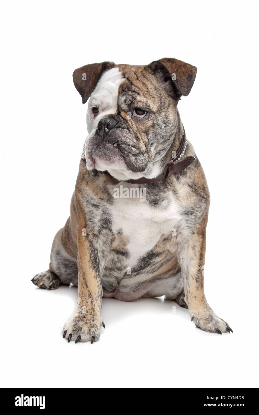 English bulldog in front of a white background Stock Photo - Alamy