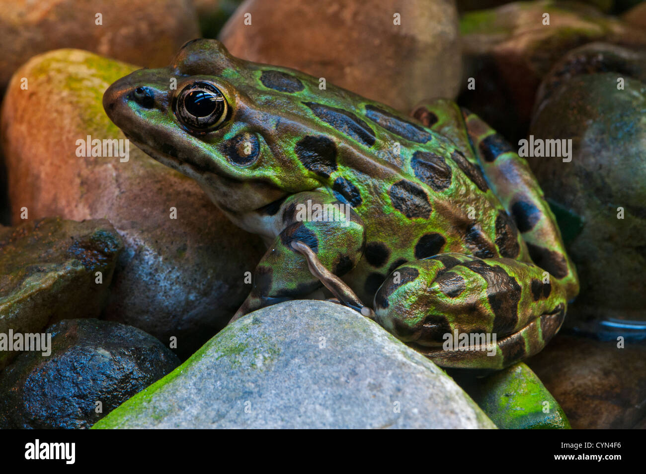 Close-up of a Northern Leopard Frog Stock Photo - Alamy
