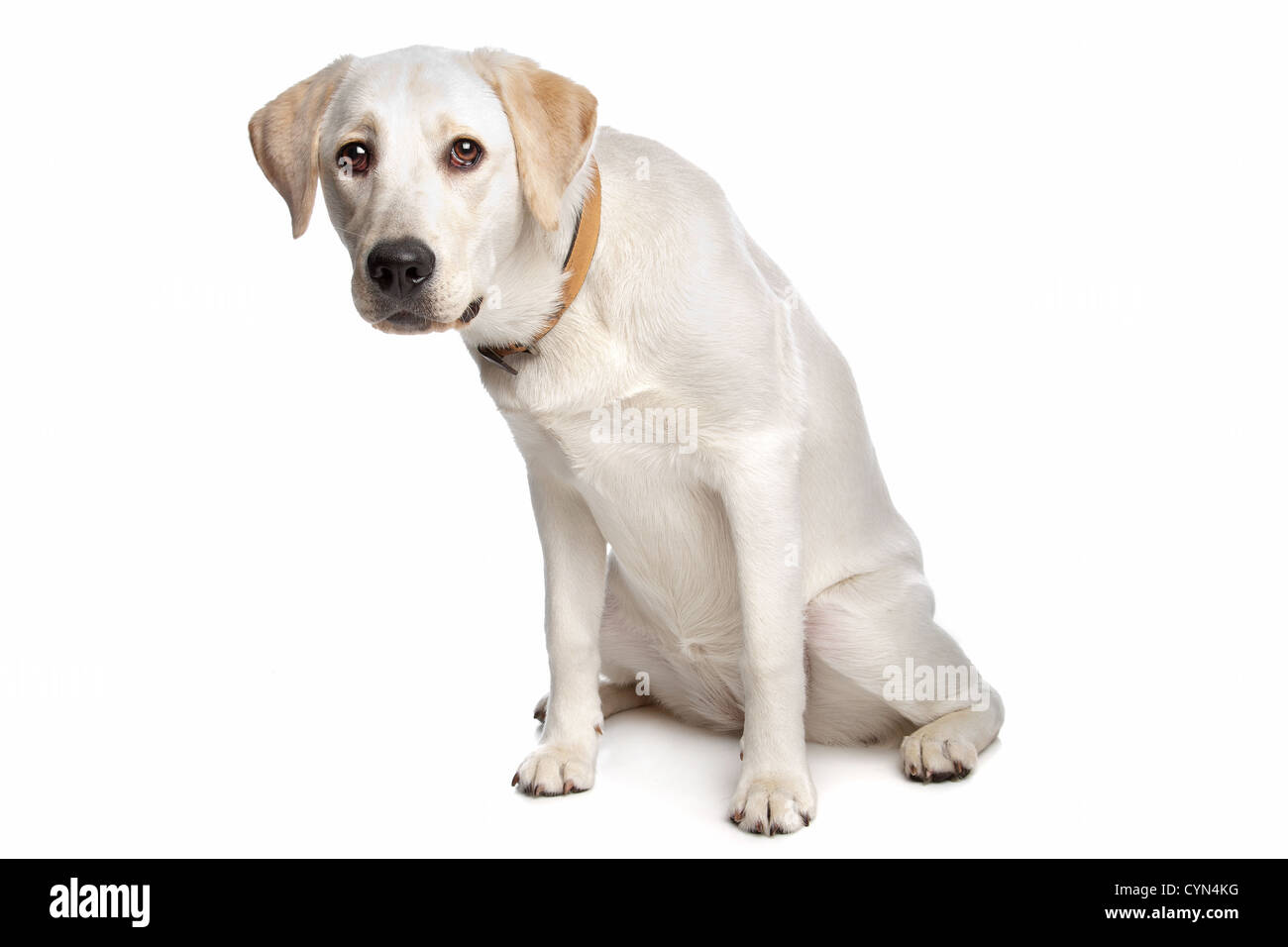 Labrador retriever in front of a white background Stock Photo - Alamy