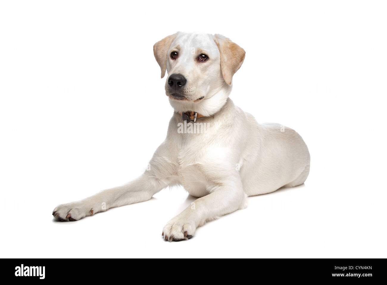Labrador retriever in front of a white background Stock Photo - Alamy
