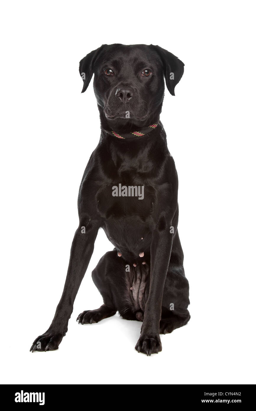 mixed breed black dog in front of a white background Stock Photo - Alamy