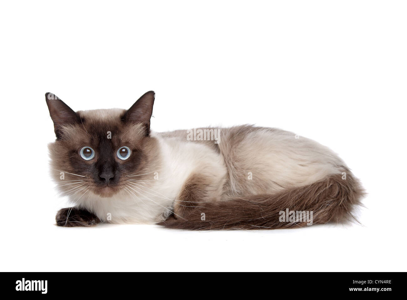 Siamese cat in front of a white background Stock Photo - Alamy
