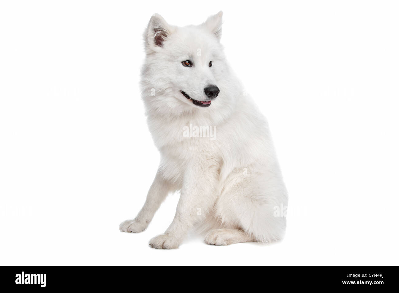 Samoyed dog in front of a white background Stock Photo - Alamy