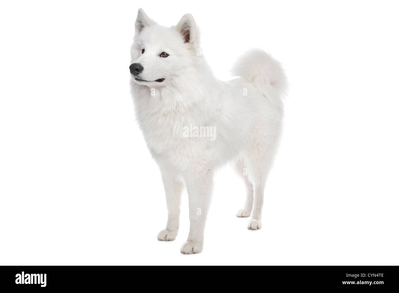 Samoyed dog in front of a white background Stock Photo - Alamy