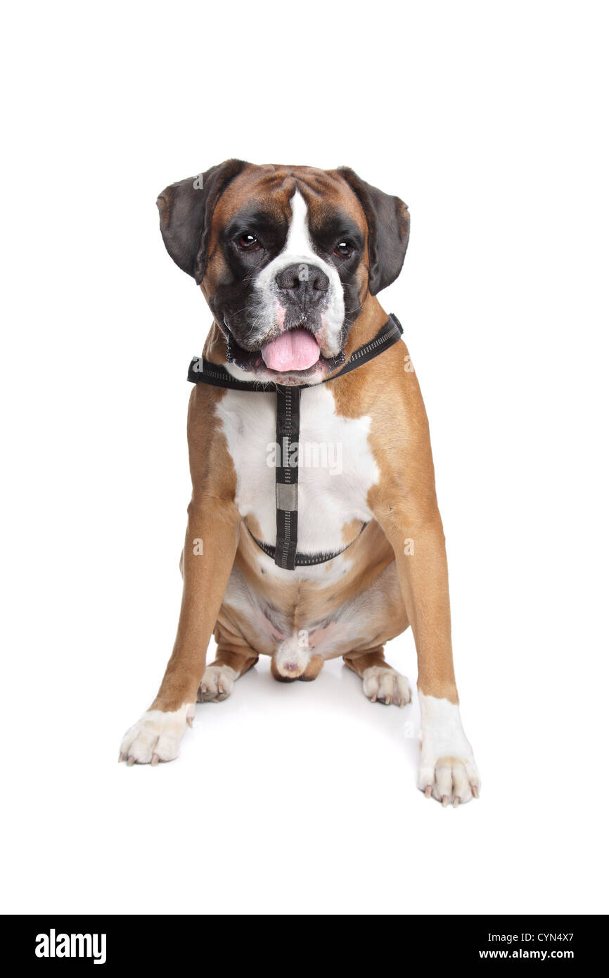 Boxer dog in front of a white background Stock Photo - Alamy
