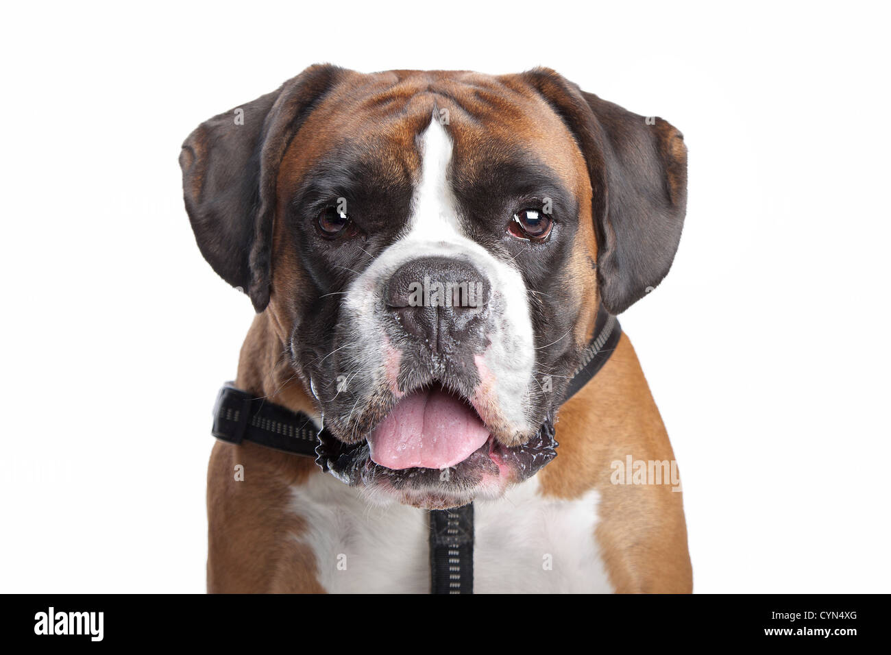 Boxer dog in front of a white background Stock Photo - Alamy