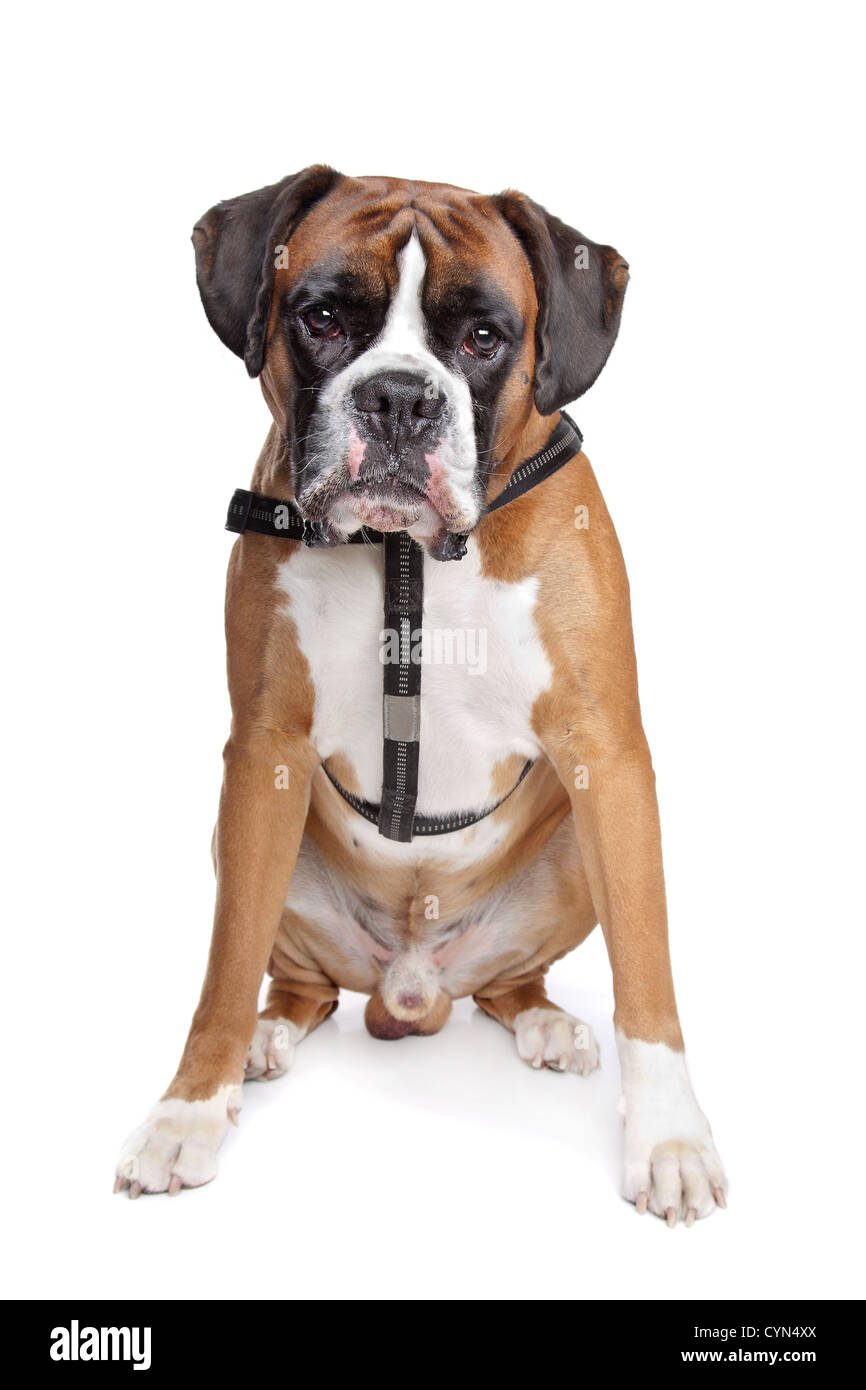 Boxer dog in front of a white background Stock Photo - Alamy