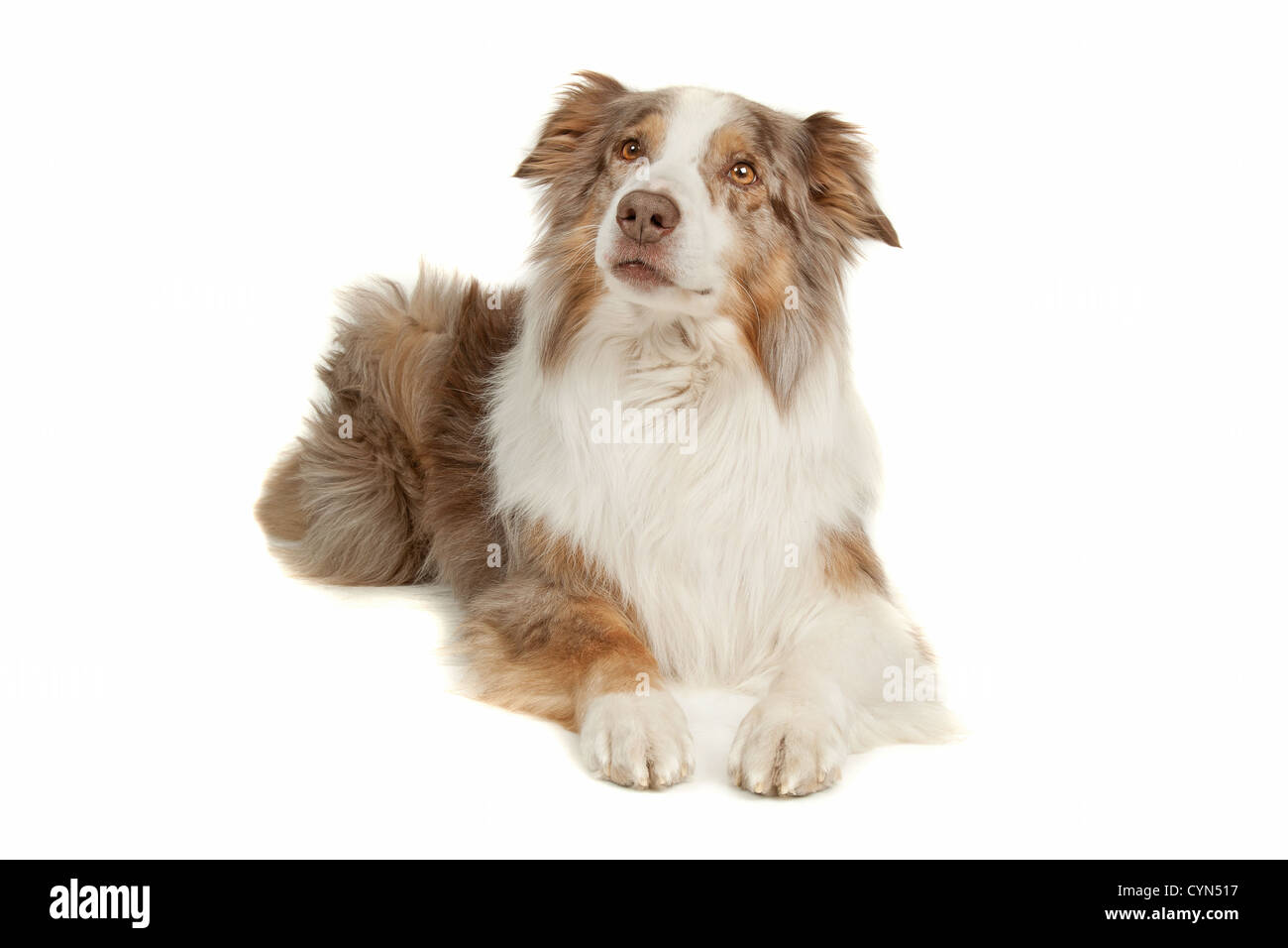 Australian Shepherd in front of a white background Stock Photo - Alamy