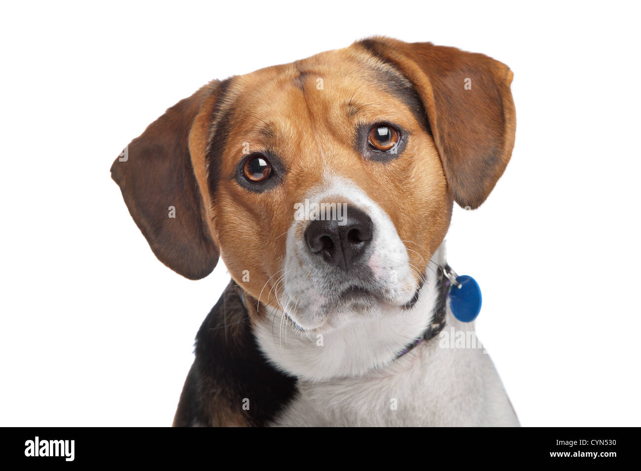 Beagle in front of a white background Stock Photo - Alamy