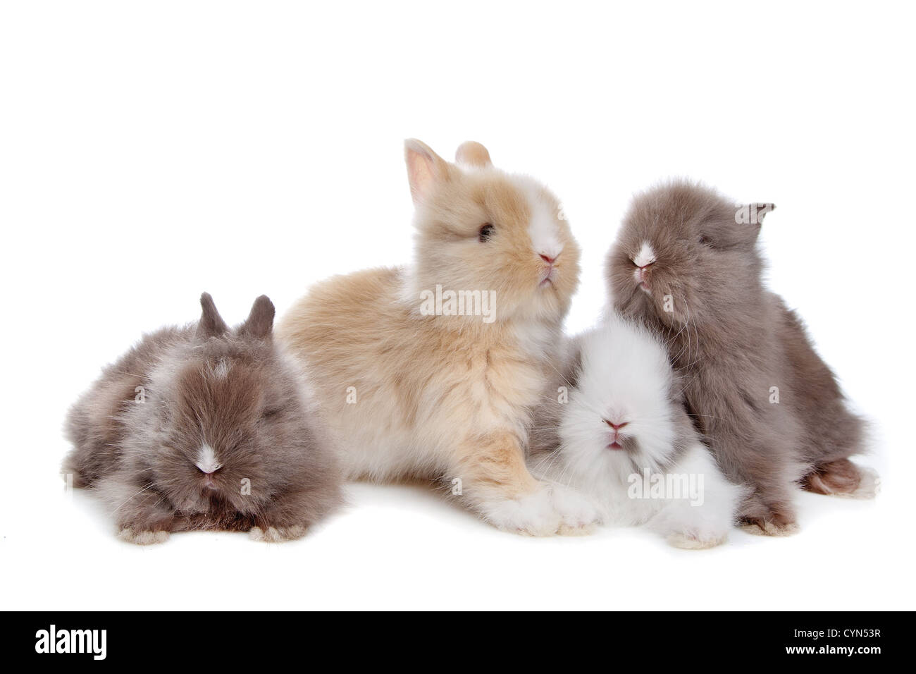 Four rabbits hi-res stock photography and images - Alamy