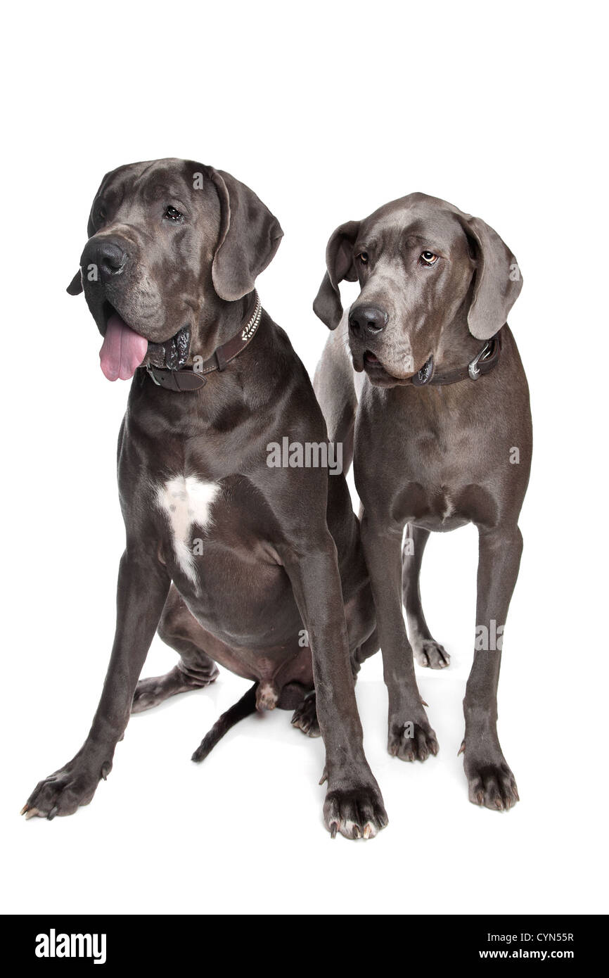 Two grey great Dane dogs on front of a white background Stock Photo - Alamy