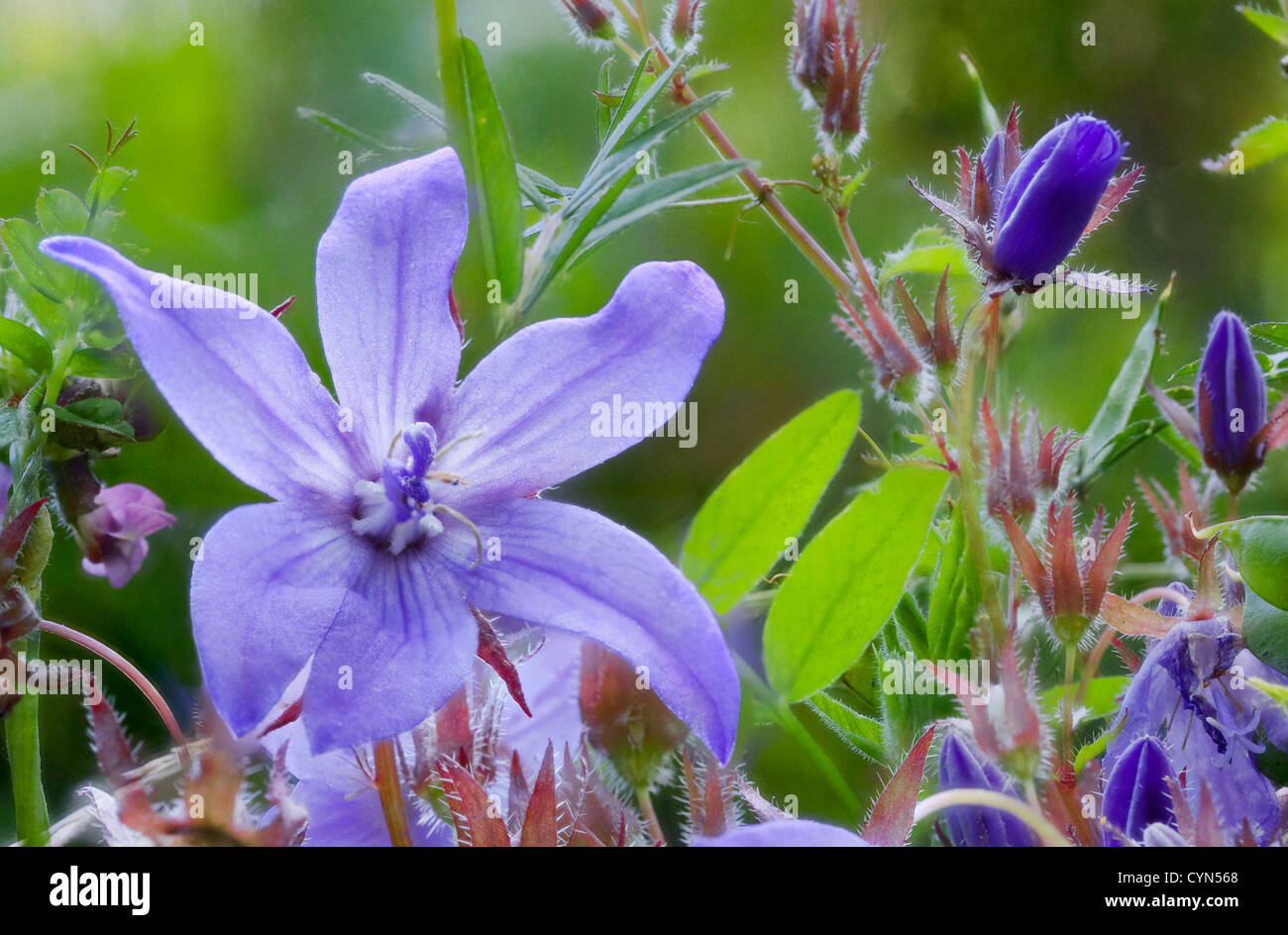 Focus stacked blue flower Stock Photo - Alamy