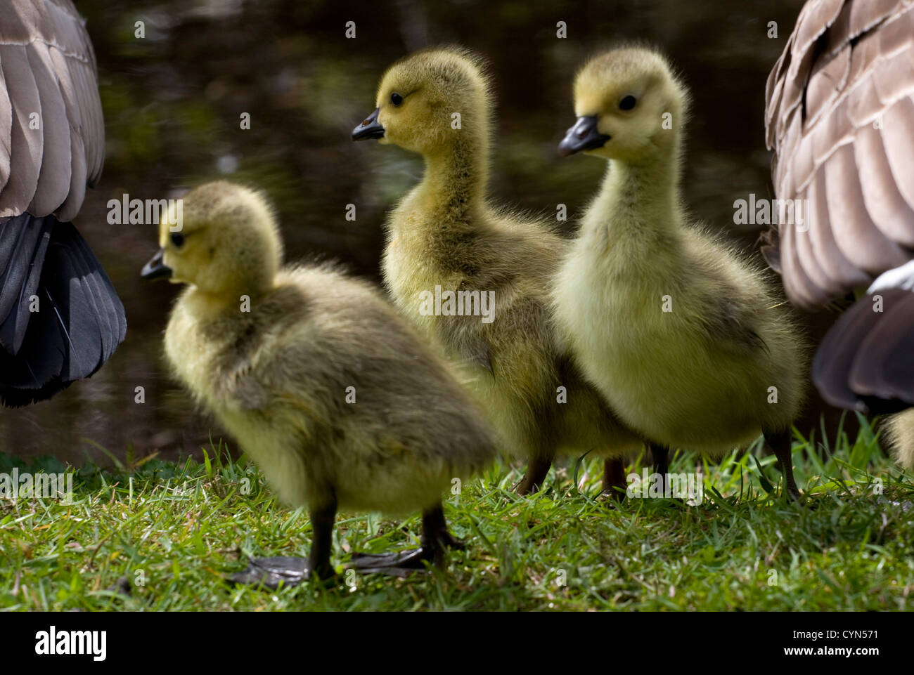 Canada geese babies hi-res stock photography and images - Alamy