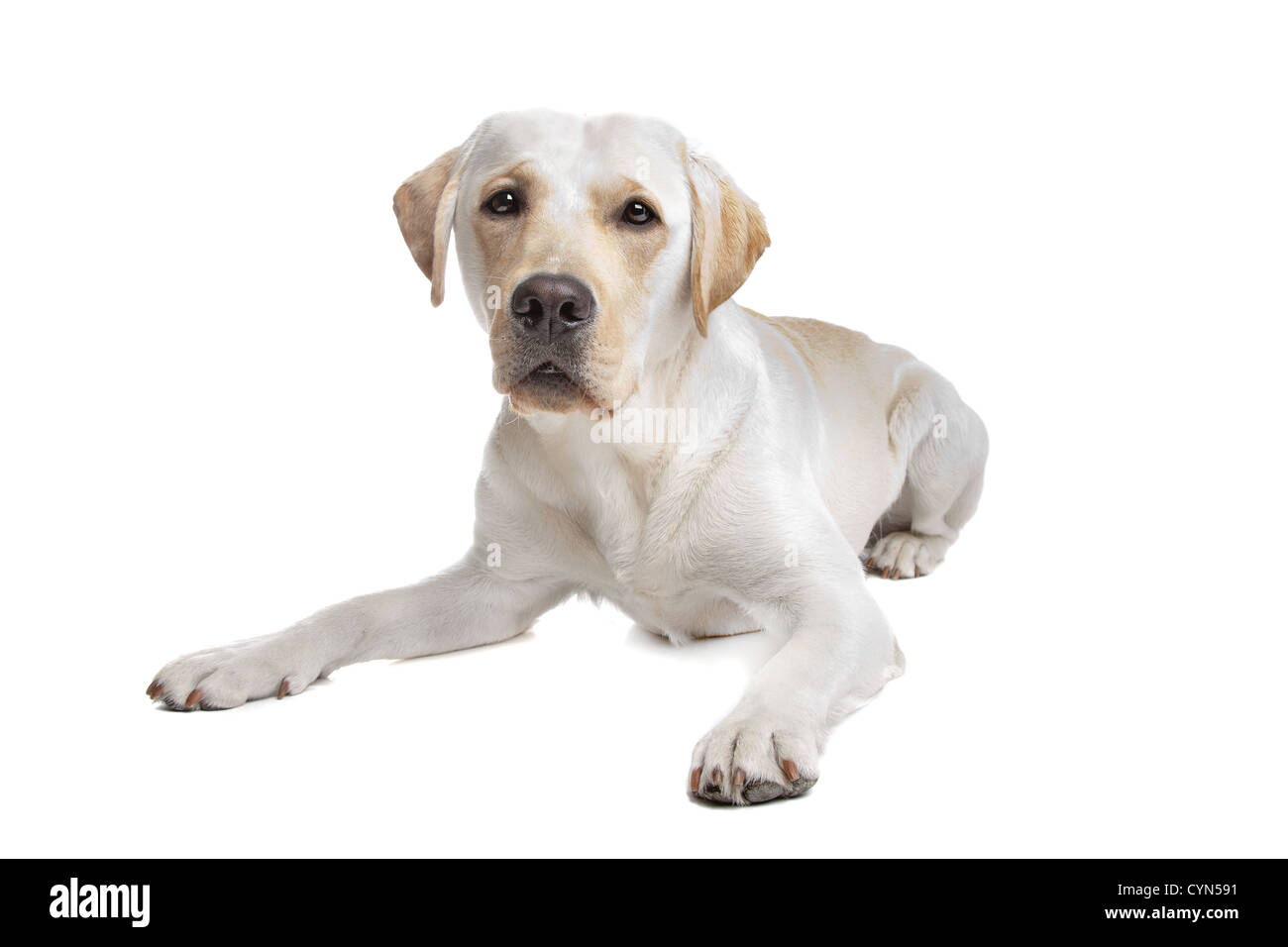 Yellow Labrador in front of a white background Stock Photo - Alamy