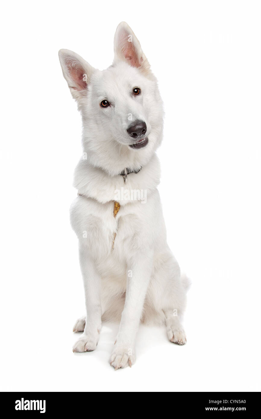 white shepherd dog in front of white background Stock Photo - Alamy