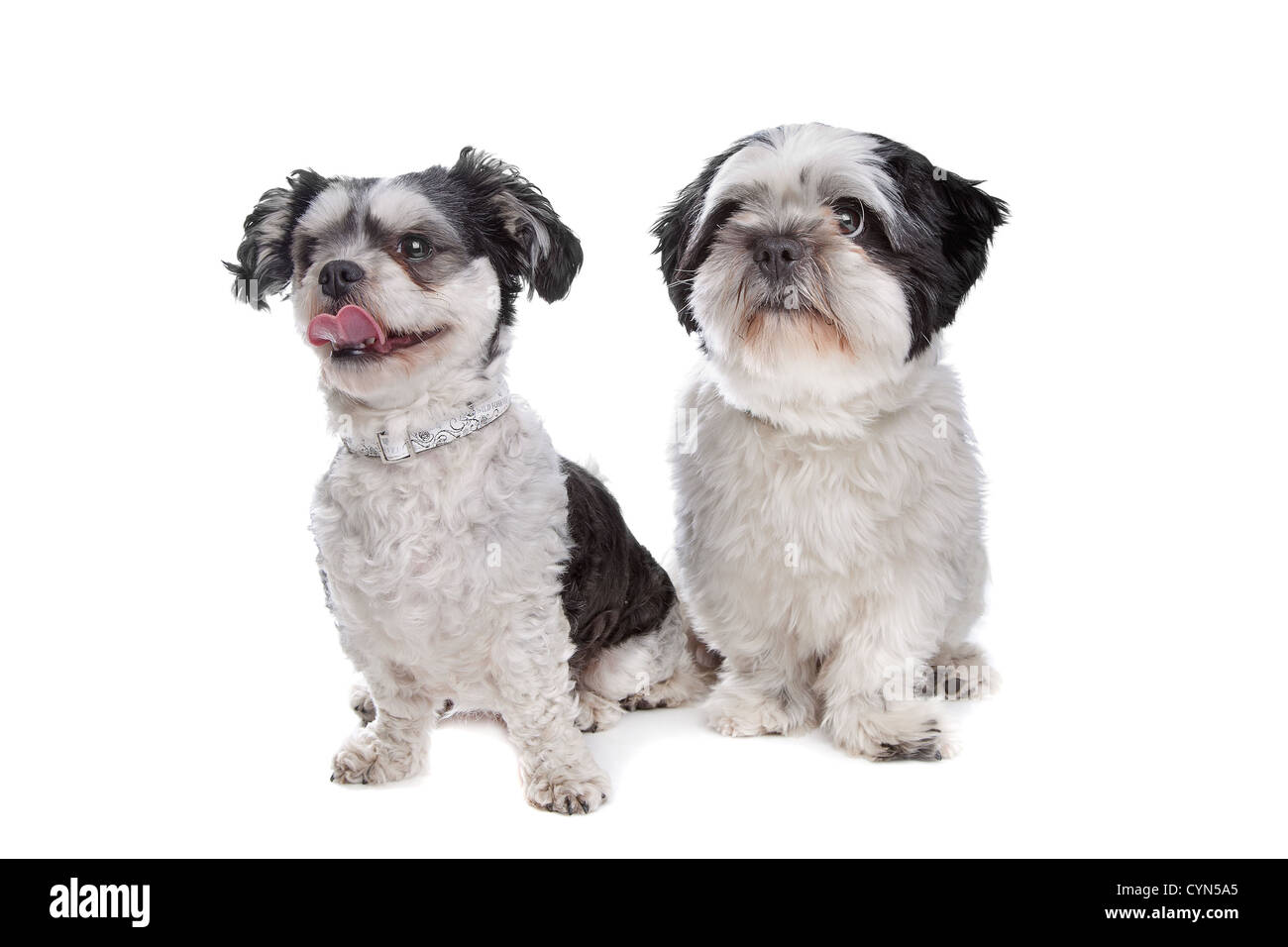 two mixed breed dogs in front of a white background Stock Photo - Alamy