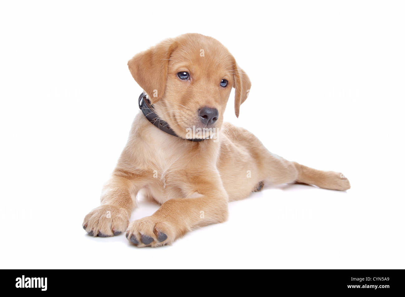 yellow Labrador retriever puppy in front of a white background Stock ...