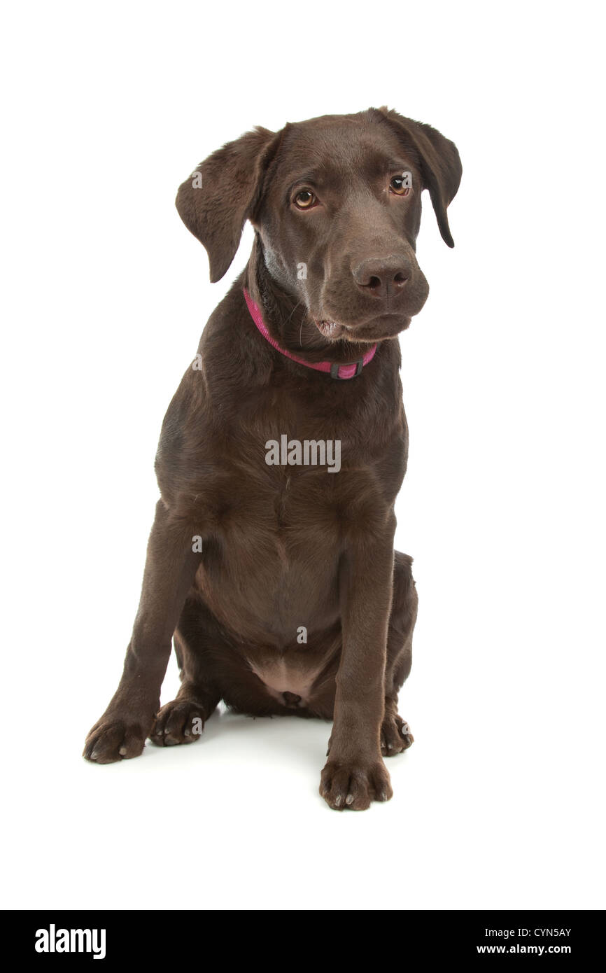 Chocolate Labrador Retriever in front of a white background Stock Photo ...