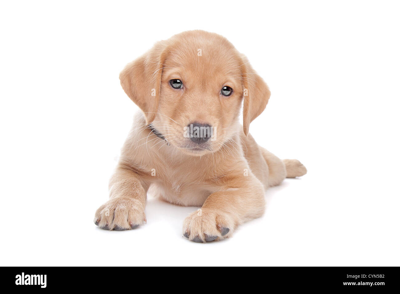 yellow Labrador retriever puppy in front of a white background Stock ...