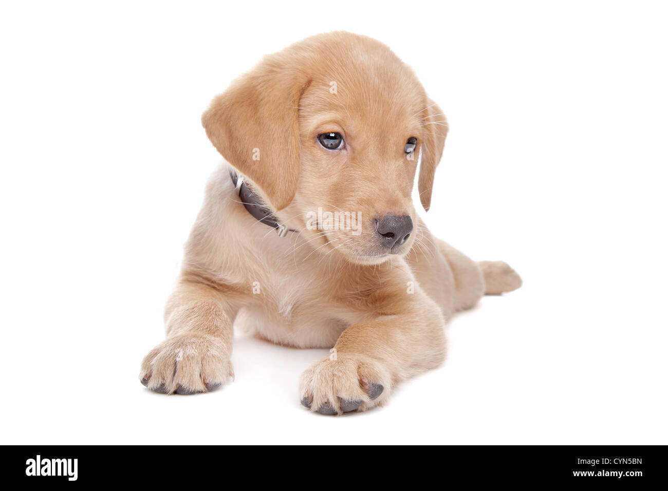 yellow Labrador retriever puppy in front of a white background Stock ...