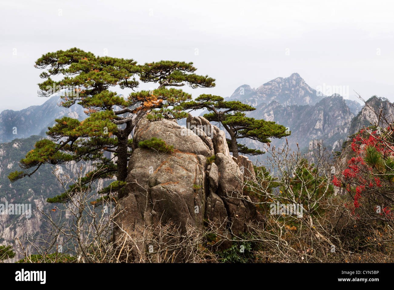Twisted evergreen tree coming out of large rock with Yellow Mountain ...