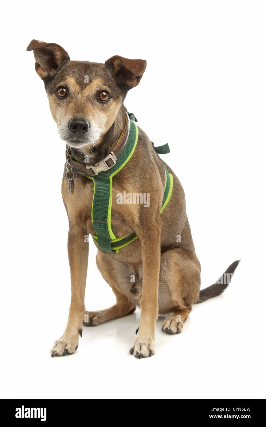 mixed breed dog in front of a white background Stock Photo - Alamy