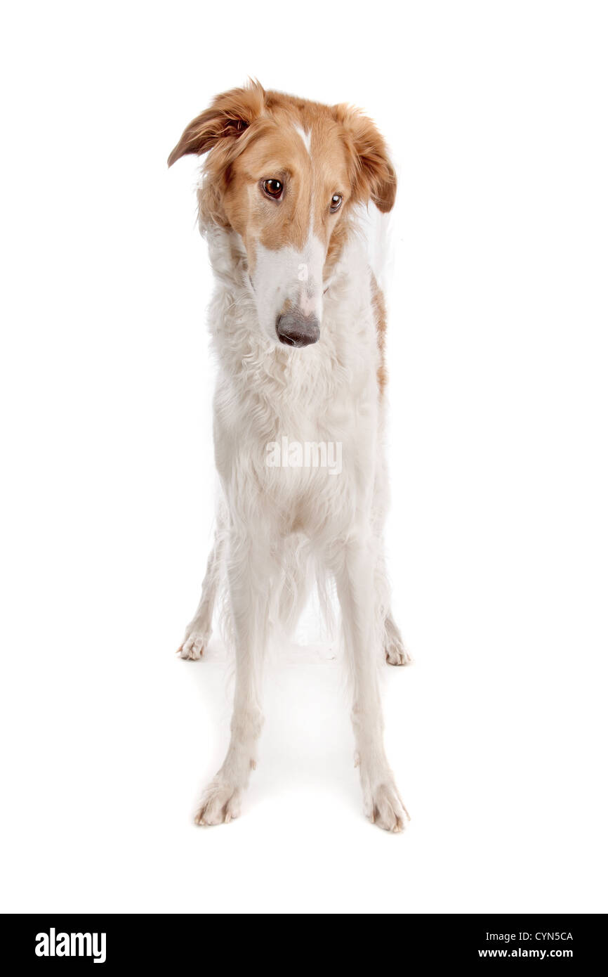 Borzoi or Russian Wolfhound, in front of a white background Stock Photo ...