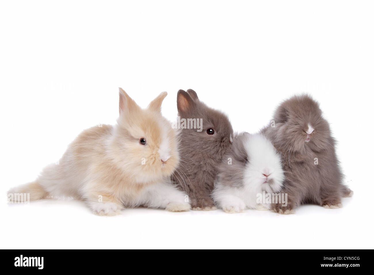 four young rabbits in a row in front of a white background Stock Photo ...